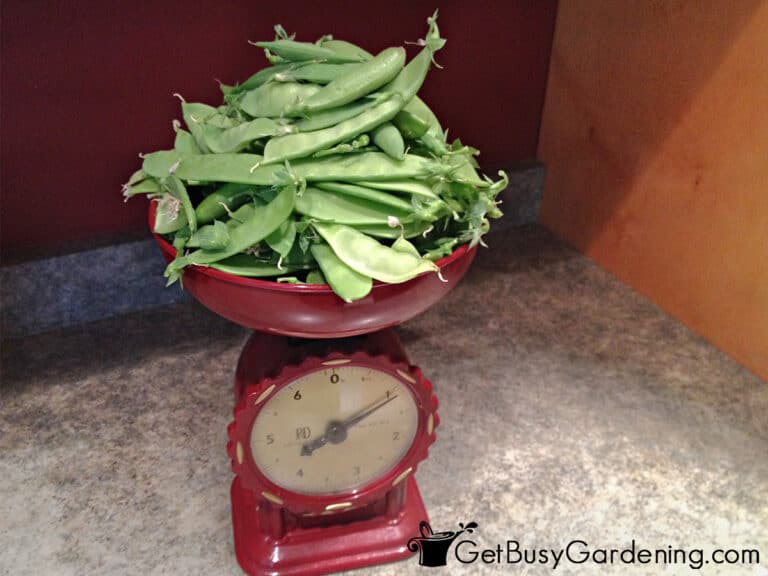 Growing Peas - The Complete How To Guide - Get Busy Gardening