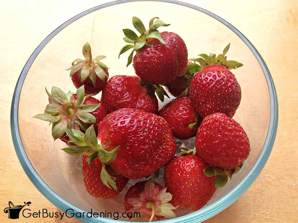 Growing Strawberries - The Complete How To Guide - Get Busy Gardening