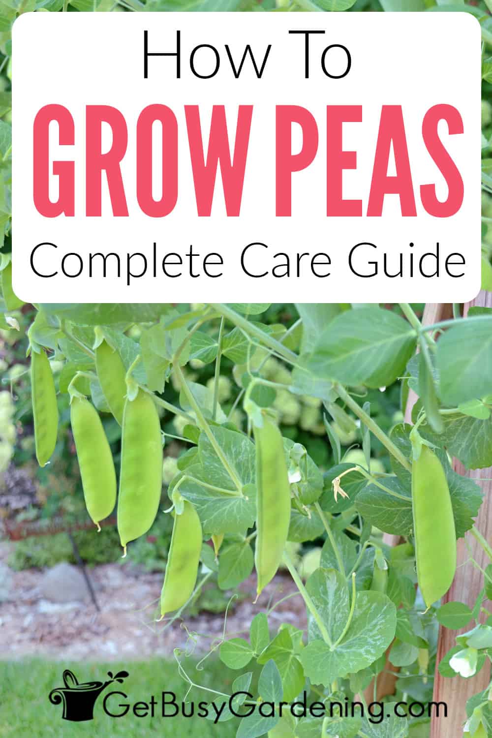 Growing Peas - The Complete How To Guide - Get Busy Gardening