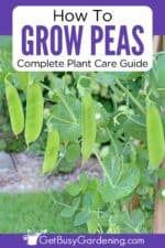 Growing Peas - The Complete How To Guide - Get Busy Gardening