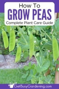Growing Peas - The Complete How To Guide - Get Busy Gardening