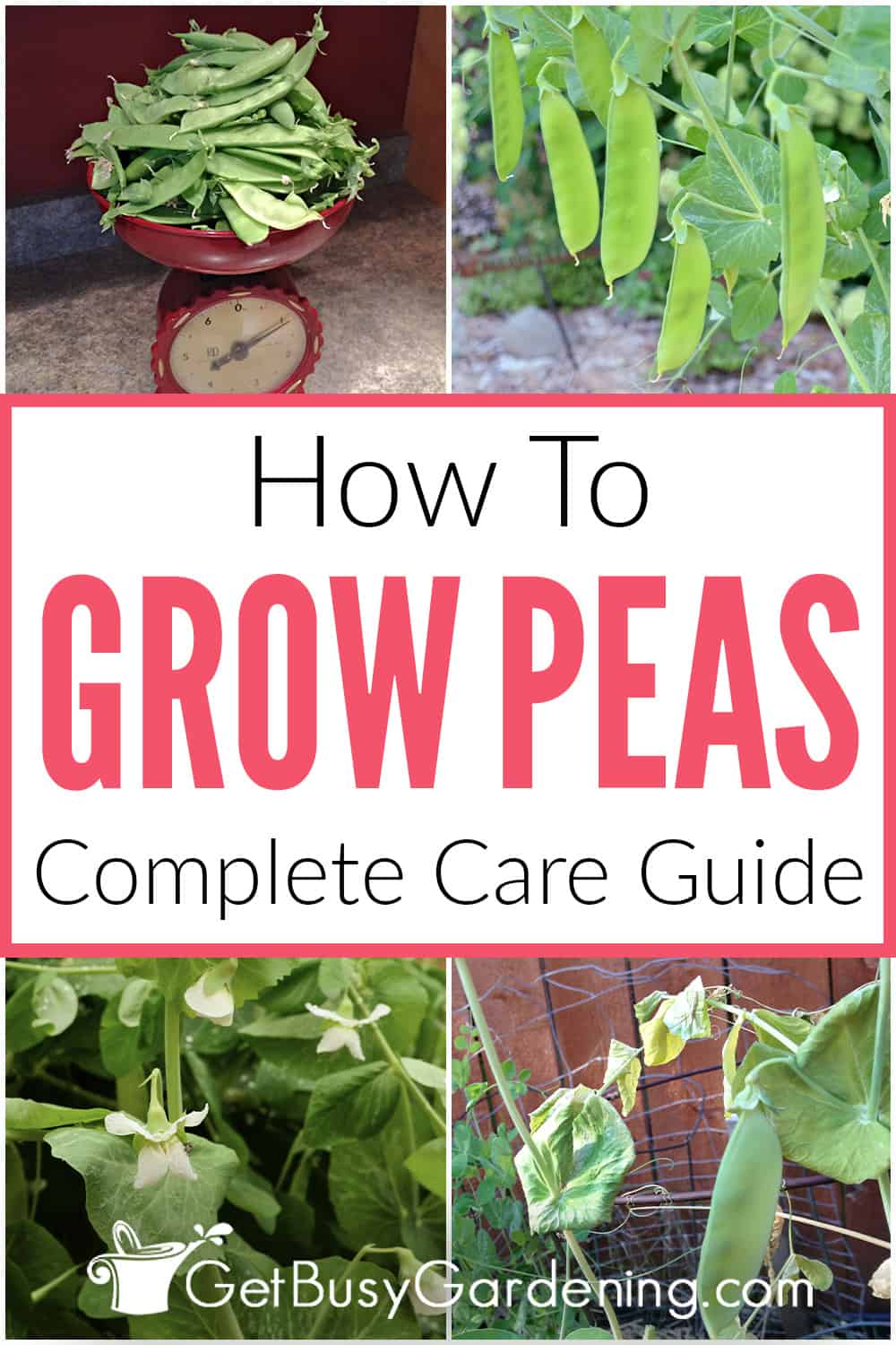 Growing Peas - The Complete How To Guide - Get Busy Gardening
