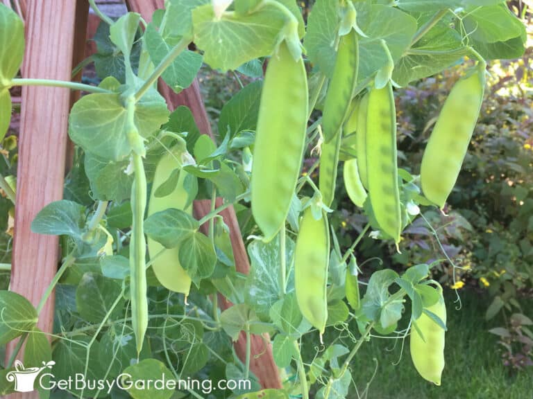 Growing Peas - The Complete How To Guide - Get Busy Gardening