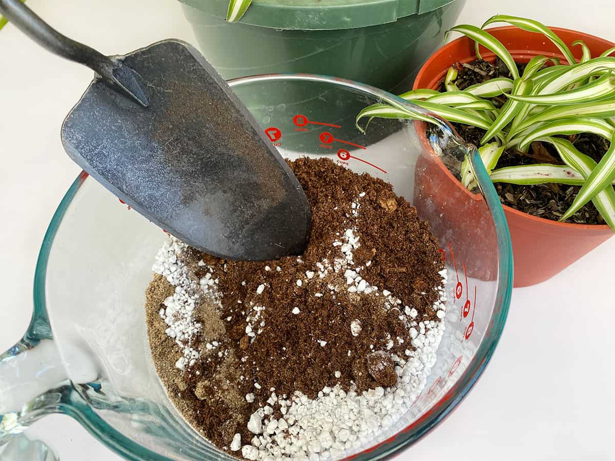 Spider Plant Soil & How To Choose The Best Potting Mix - Get Busy Gardening