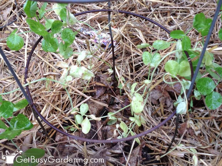 Growing Peas - The Complete How To Guide - Get Busy Gardening