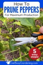 How To Prune Pepper Plants For Maximum Yield (In 5 Steps!) - Get Busy ...