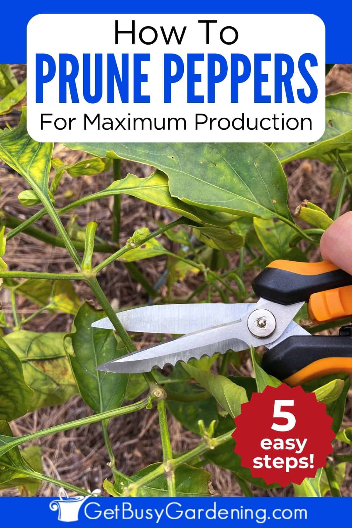 How To Prune Pepper Plants For Maximum Yield (In 5 Steps!) - Get Busy Gardening