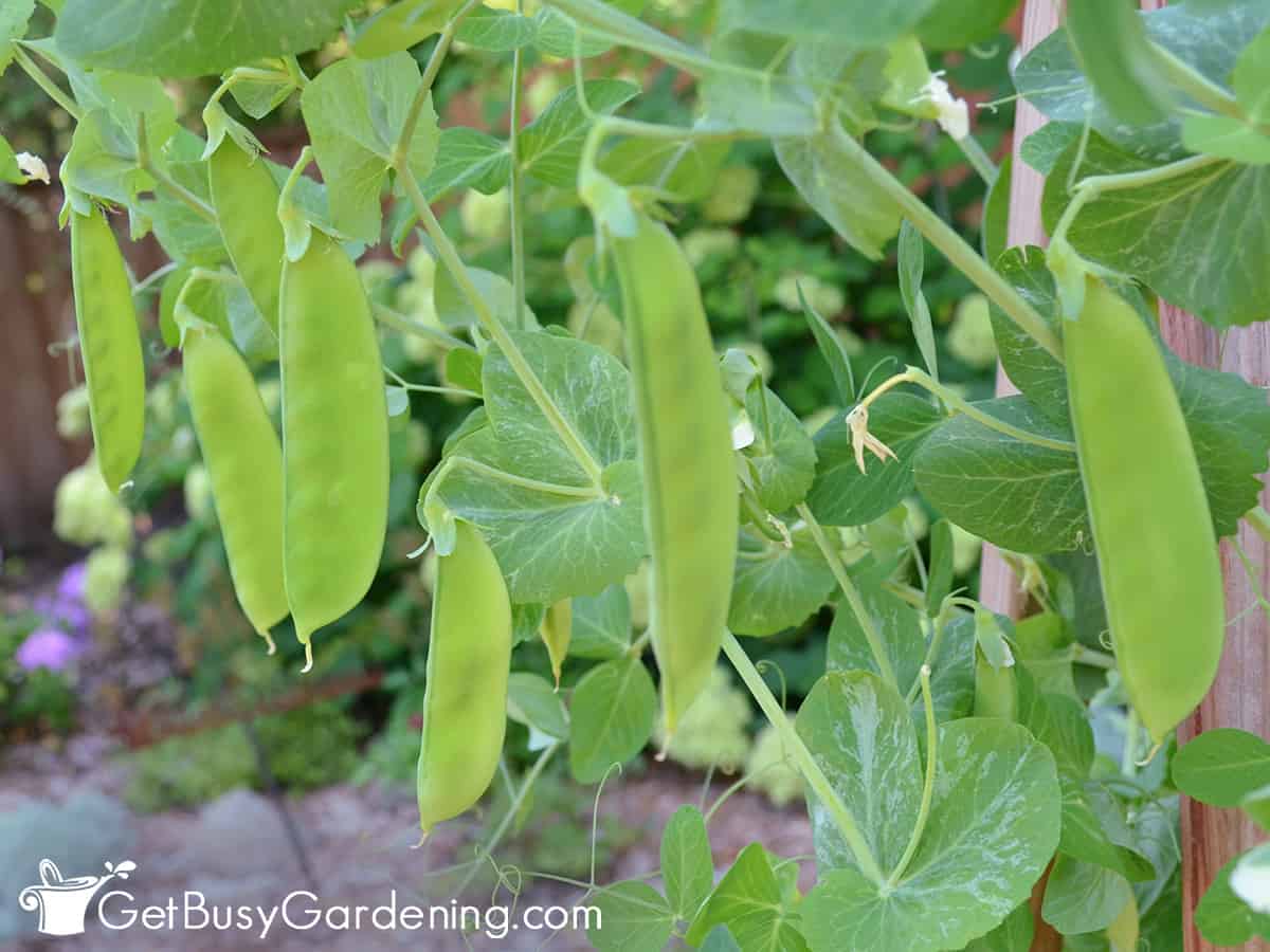 Growing Peas - The Complete How To Guide - Get Busy Gardening