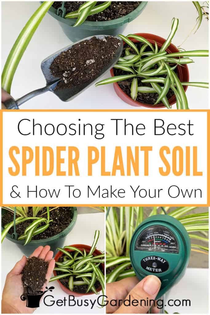Spider Plant Soil How To Choose The Best Potting Mix Get Busy Gardening Spider Plant Soil How To Choose The Best Potting Mix Get Busy Gardening