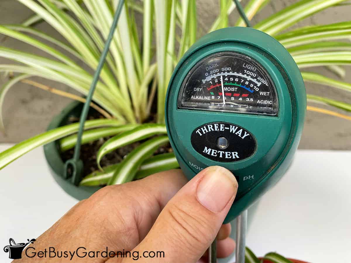 Spider Plant Soil & How To Choose The Best Potting Mix - Get Busy Gardening