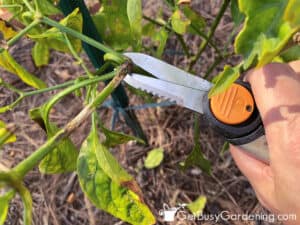 How To Prune Pepper Plants For Maximum Yield (In 5 Steps!) - Get Busy ...