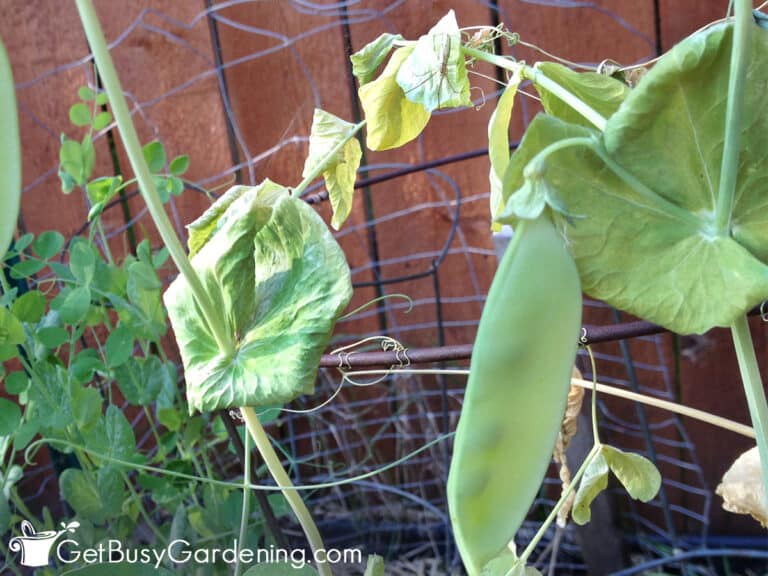 Growing Peas - The Complete How To Guide - Get Busy Gardening