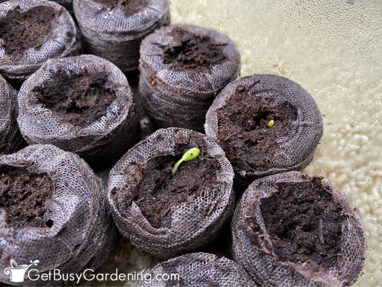 How To Plant & Grow Cucamelon Seeds: The Complete Guide