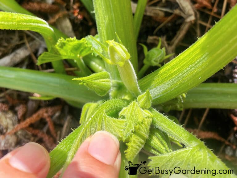 Growing Zucchini - The Complete How To Guide - Get Busy Gardening