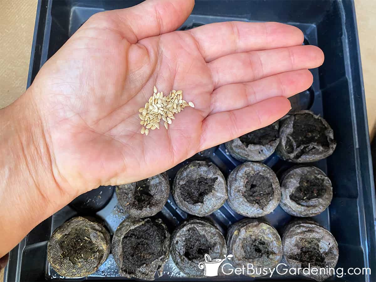 How To Plant & Grow Cucamelon Seeds: The Complete Guide