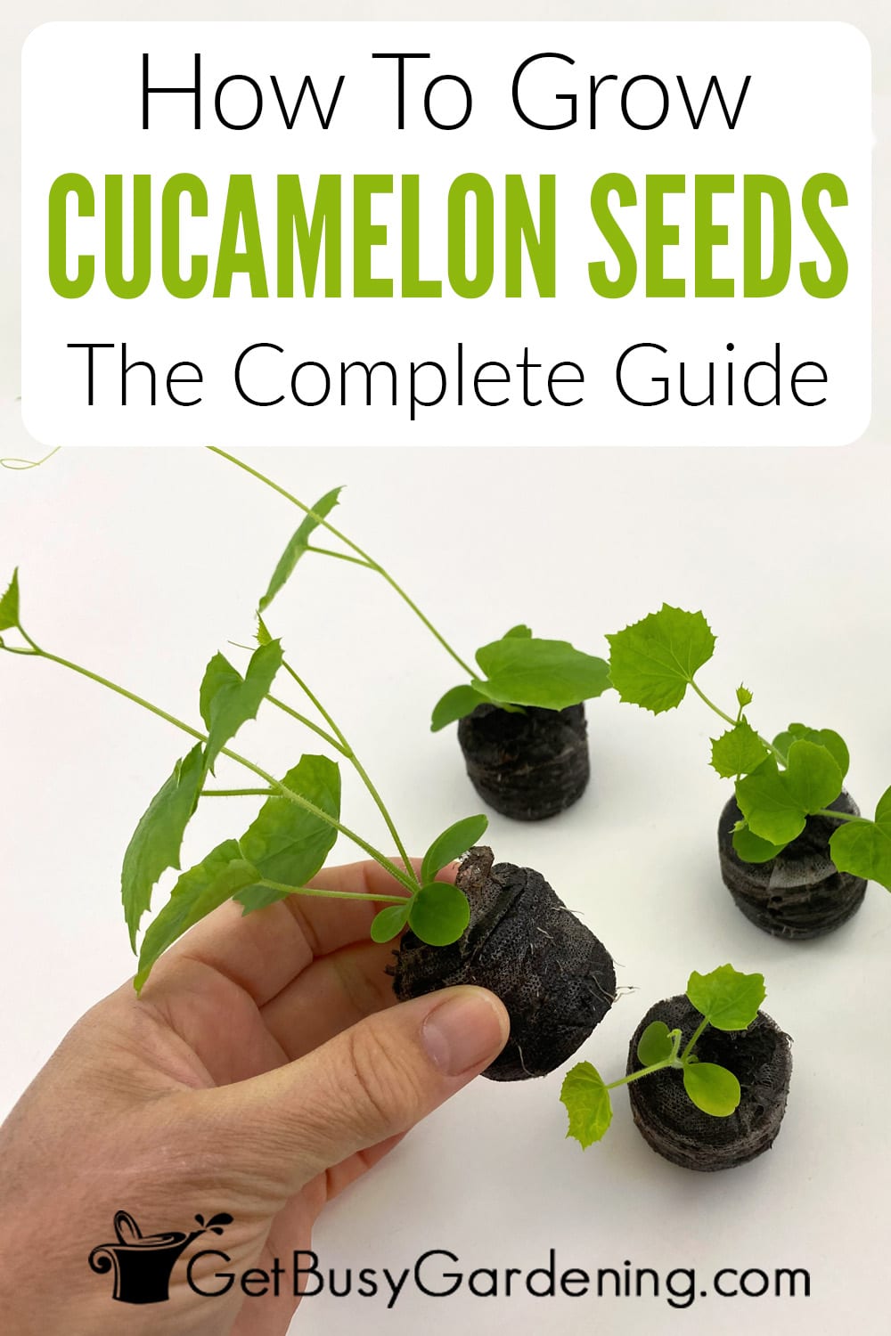 How To Plant & Grow Cucamelon Seeds: The Complete Guide