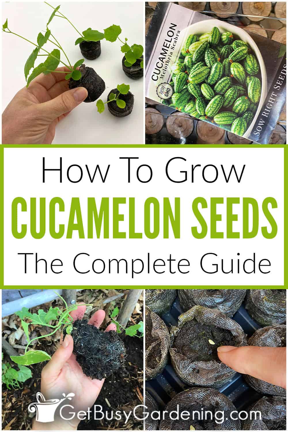 How To Plant & Grow Cucamelon Seeds: The Complete Guide