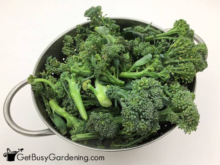Growing Broccoli - The Complete How To Guide - Get Busy Gardening