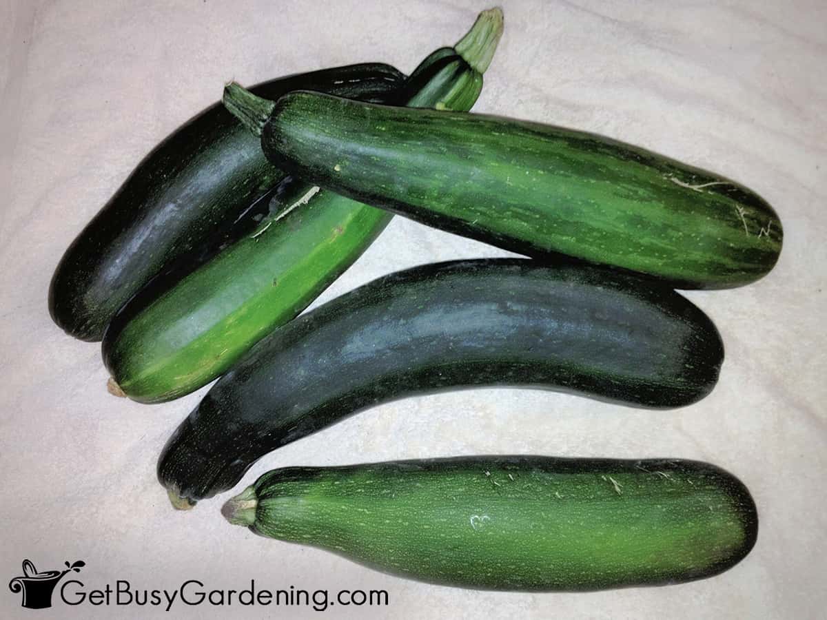 Growing Zucchini - The Complete How To Guide - Get Busy Gardening