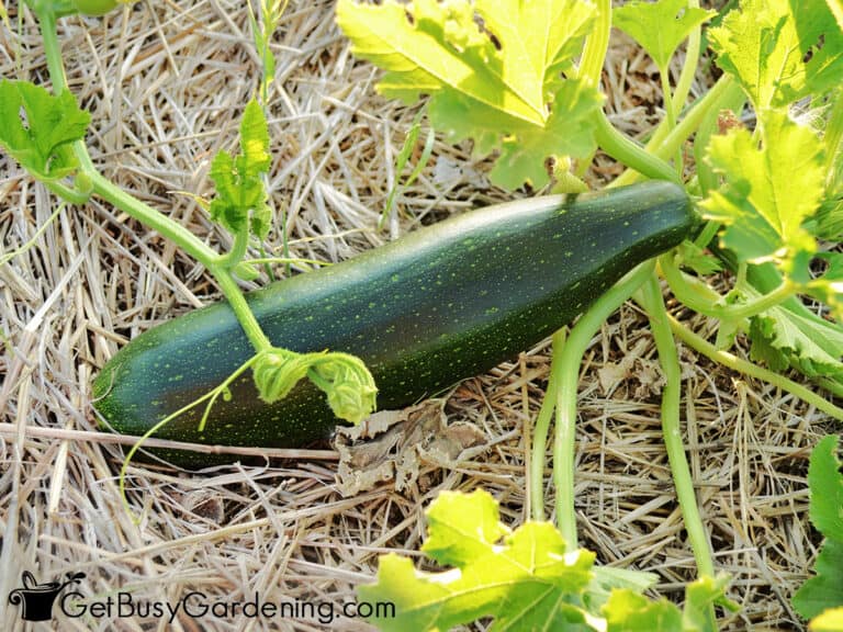 Growing Zucchini - The Complete How To Guide - Get Busy Gardening
