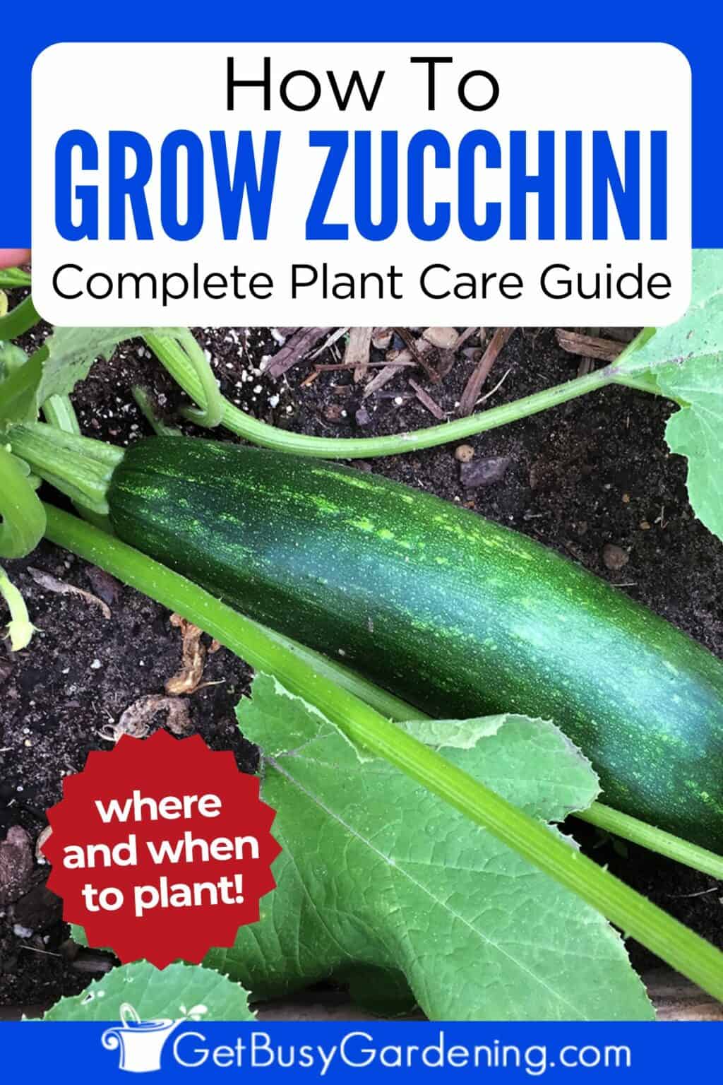 Growing Zucchini - The Complete How To Guide - Get Busy Gardening