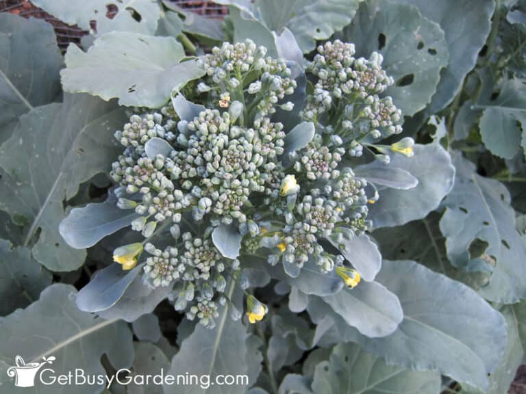 Growing Broccoli - The Complete How To Guide - Get Busy Gardening