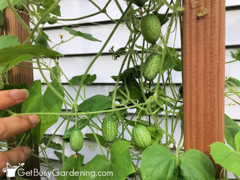 How To Plant & Grow Cucamelon Seeds: The Complete Guide