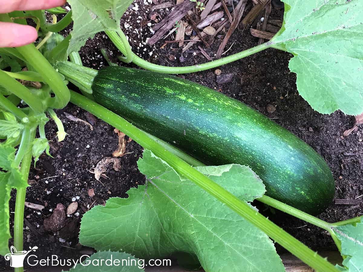 Growing Zucchini - The Complete How To Guide - Get Busy Gardening