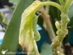 How To Get Rid Of Hornworms Naturally - Get Busy Gardening