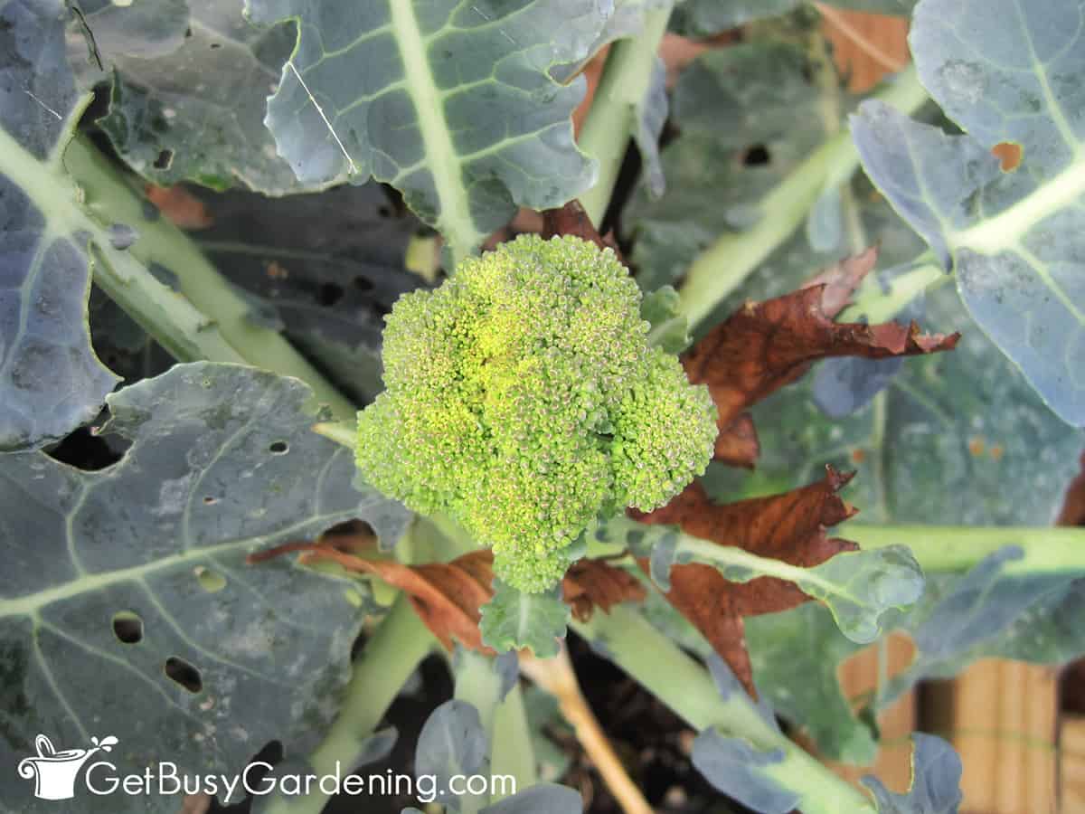 Growing Broccoli - The Complete How To Guide - Get Busy Gardening