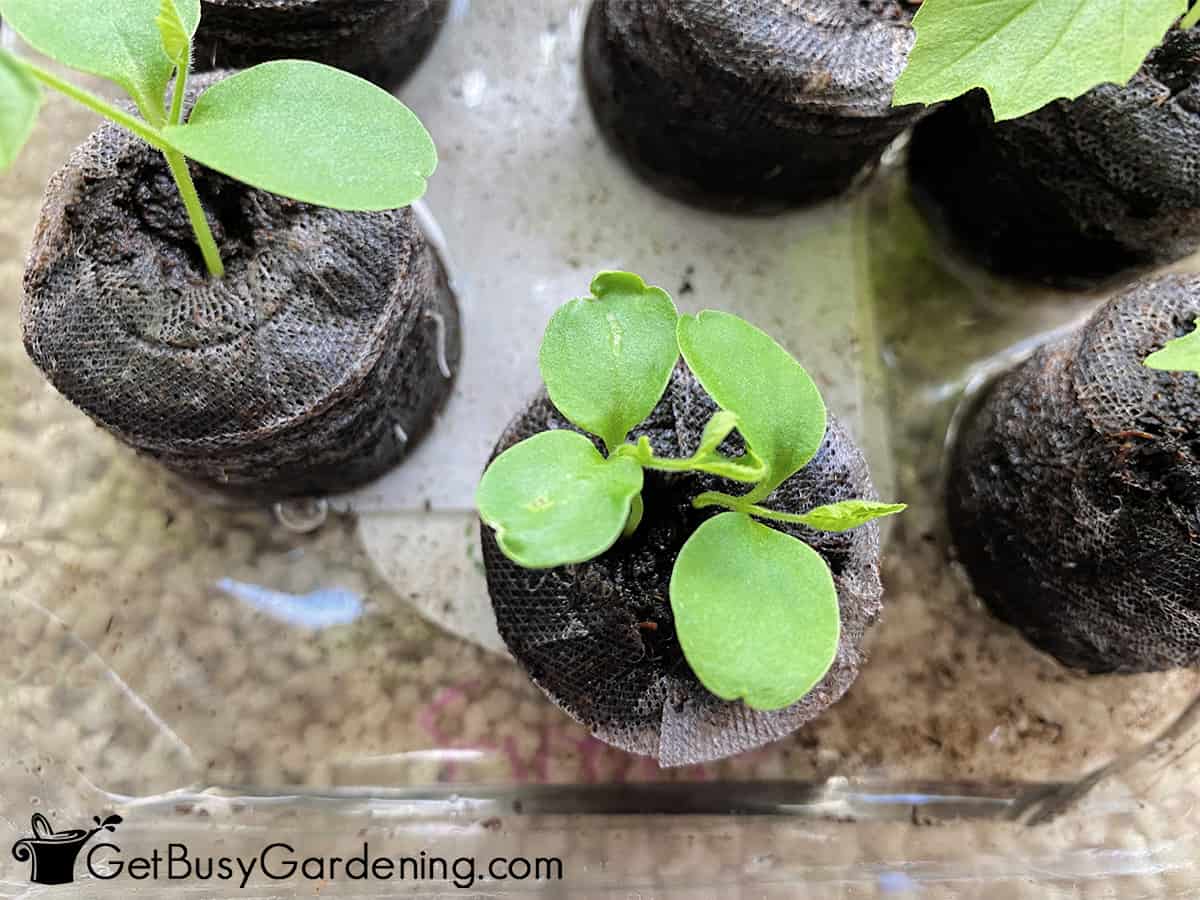 How To Plant & Grow Cucamelon Seeds: The Complete Guide