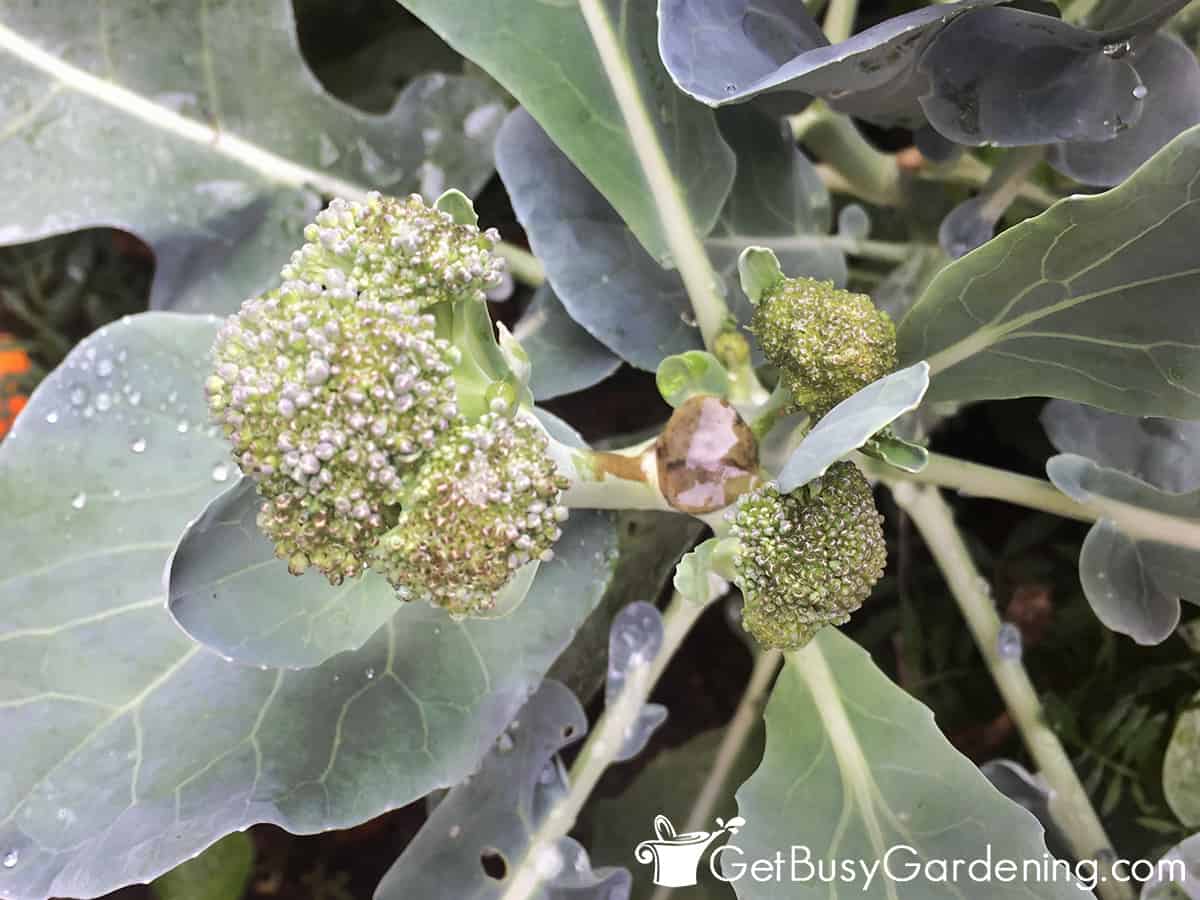 Growing Broccoli - The Complete How To Guide - Get Busy Gardening
