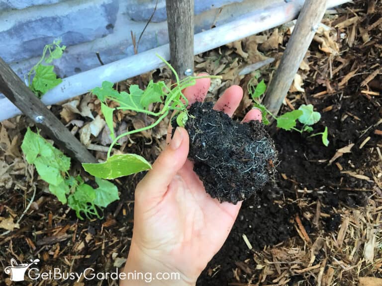 How To Plant & Grow Cucamelon Seeds: The Complete Guide