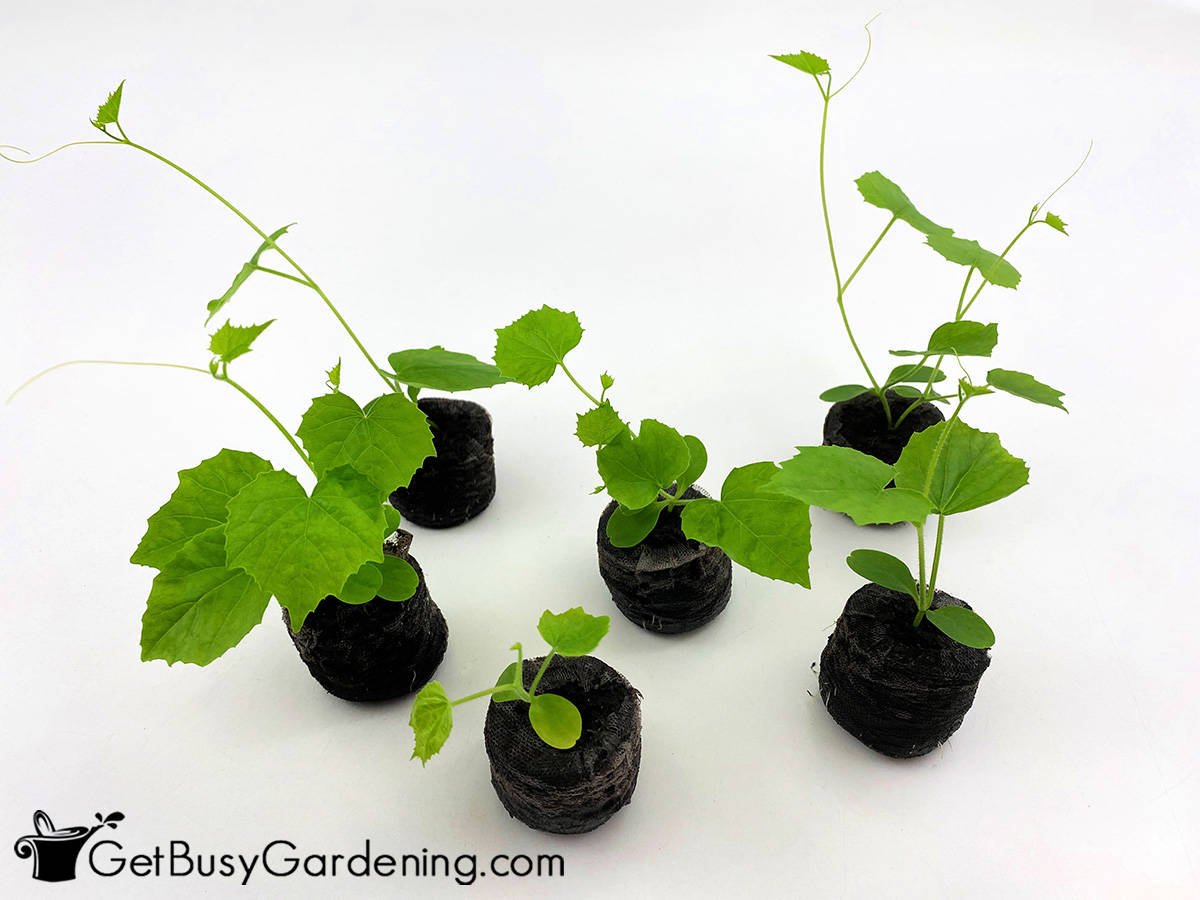 How To Plant & Grow Cucamelon Seeds: The Complete Guide