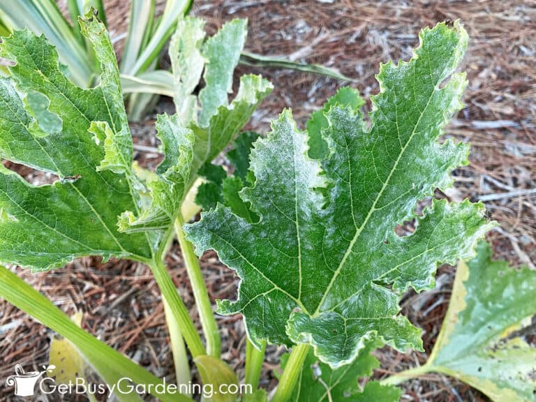 Growing Zucchini - The Complete How To Guide - Get Busy Gardening