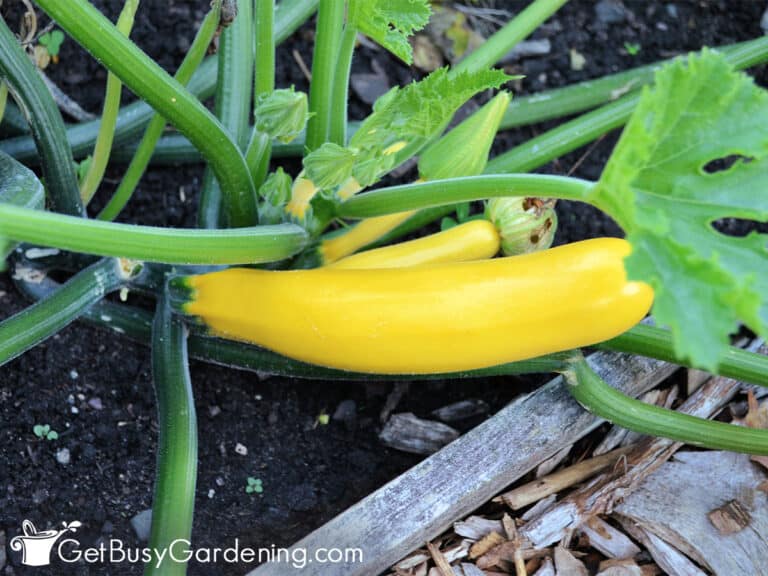 Growing Zucchini - The Complete How To Guide - Get Busy Gardening