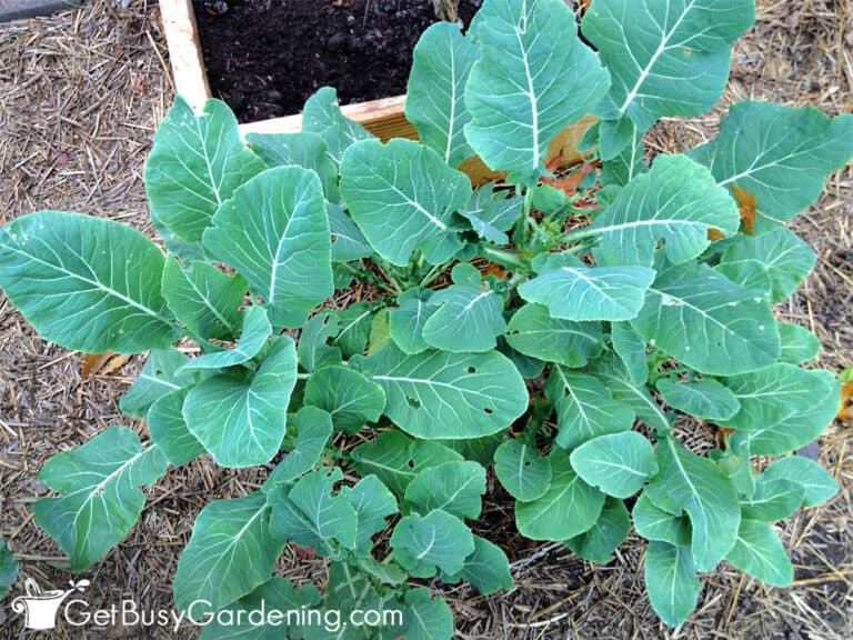 Growing Broccoli - The Complete How To Guide - Get Busy Gardening