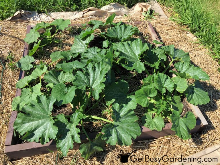 Growing Zucchini - The Complete How To Guide - Get Busy Gardening