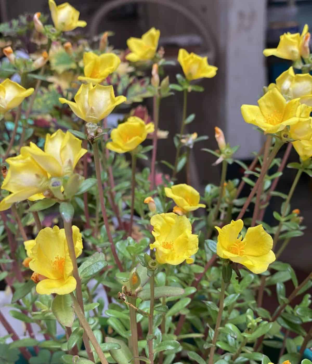 21 Yellow Annual Flowers To Plant This Spring - Get Busy Gardening