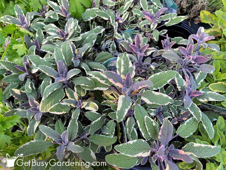 Growing Sage: Complete How To Care Guide - Get Busy Gardening