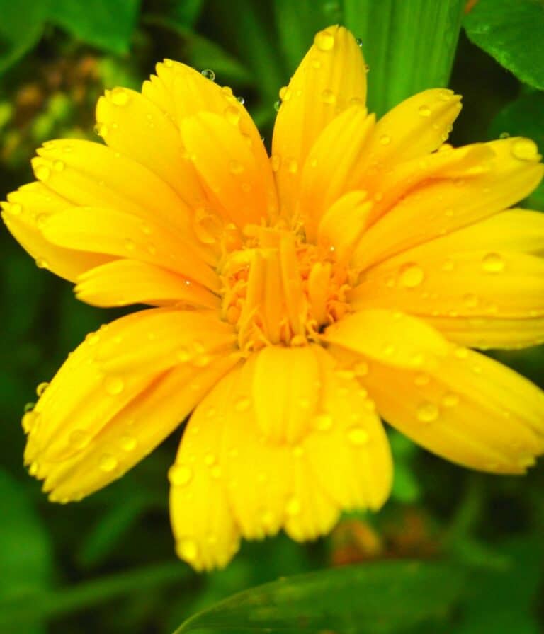 21 Yellow Annual Flowers To Plant This Spring - Get Busy Gardening
