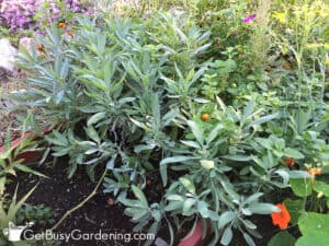Growing Sage: Complete How To Care Guide - Get Busy Gardening