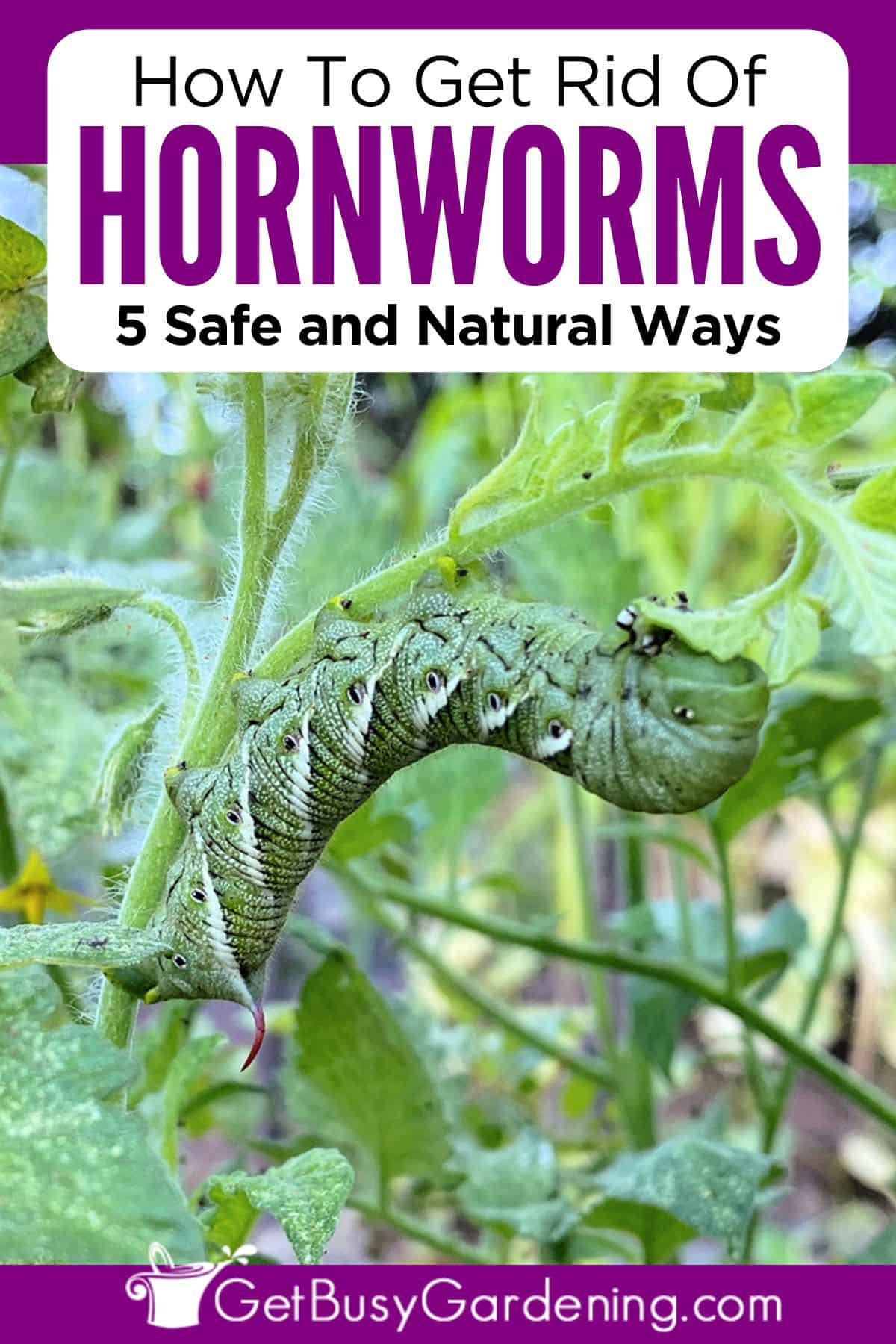 How To Get Rid Of Hornworms Naturally - Get Busy Gardening