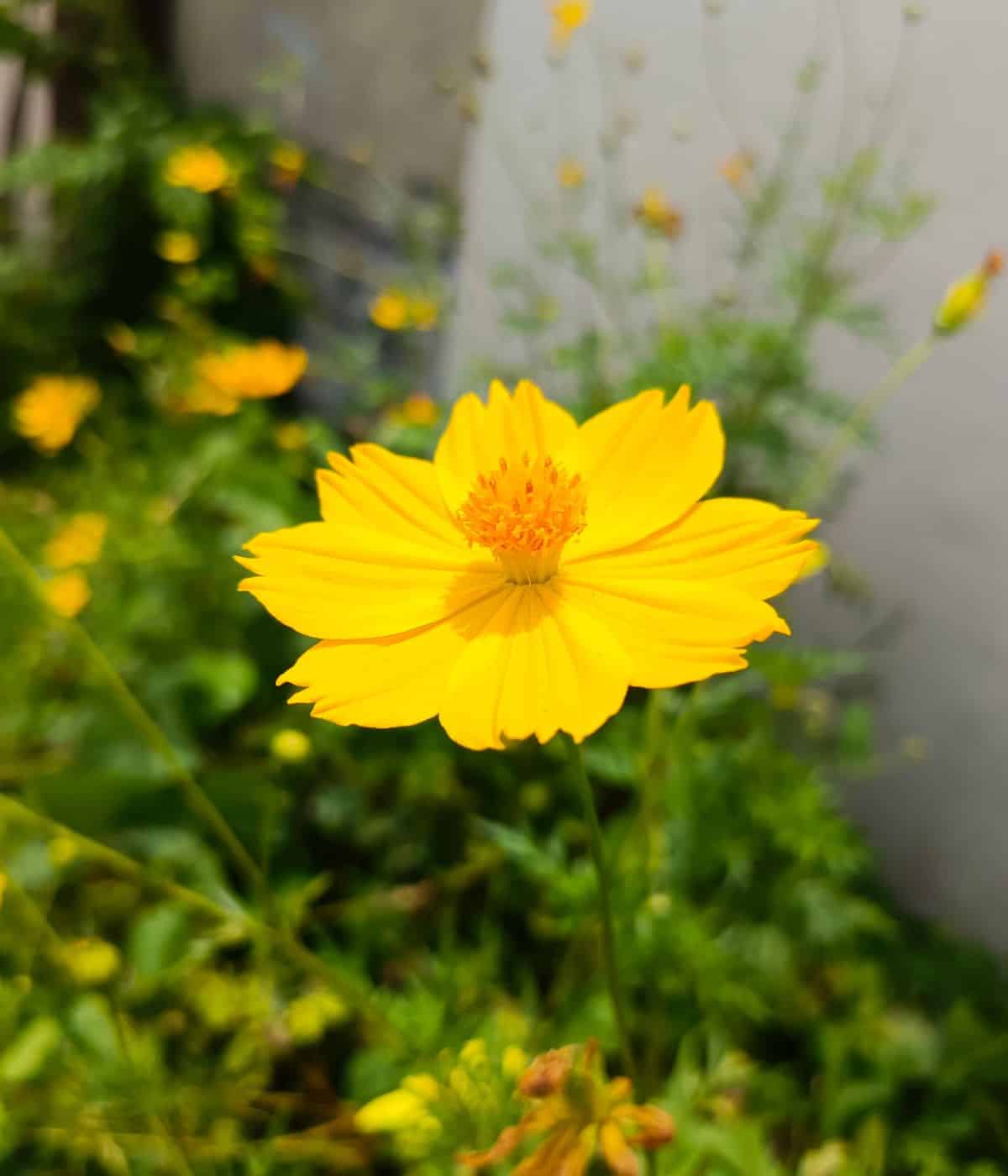 21 Yellow Annual Flowers To Plant This Spring - Get Busy Gardening