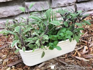 Growing Sage: Complete How To Care Guide - Get Busy Gardening