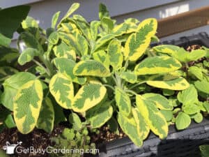 Growing Sage: Complete How To Care Guide - Get Busy Gardening
