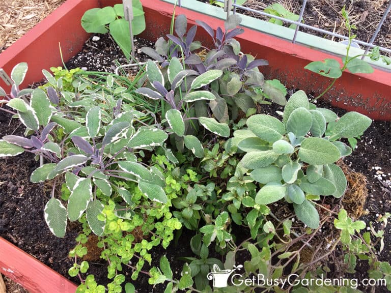 Growing Sage: Complete How To Care Guide - Get Busy Gardening