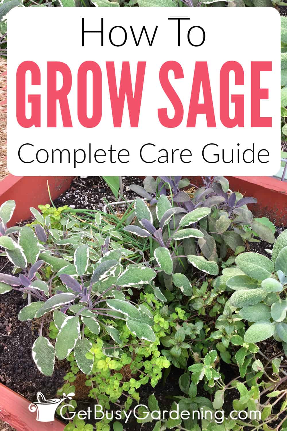 Growing Sage: Complete How To Care Guide - Get Busy Gardening