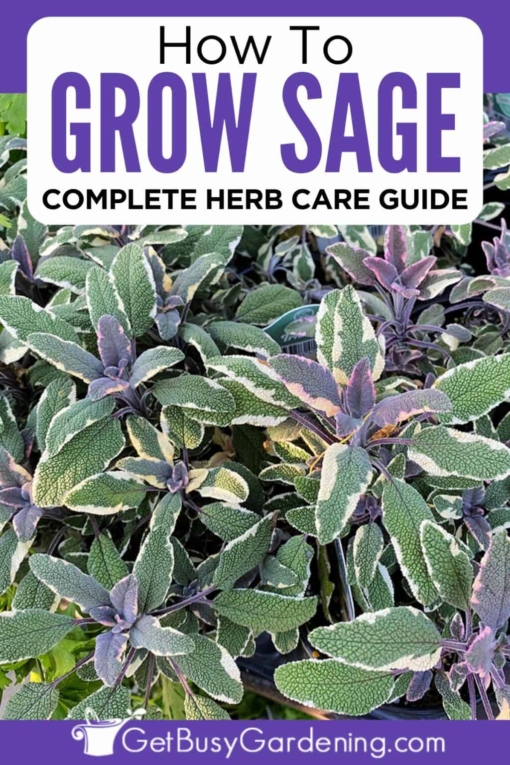 Growing Sage: Complete How To Care Guide - Get Busy Gardening