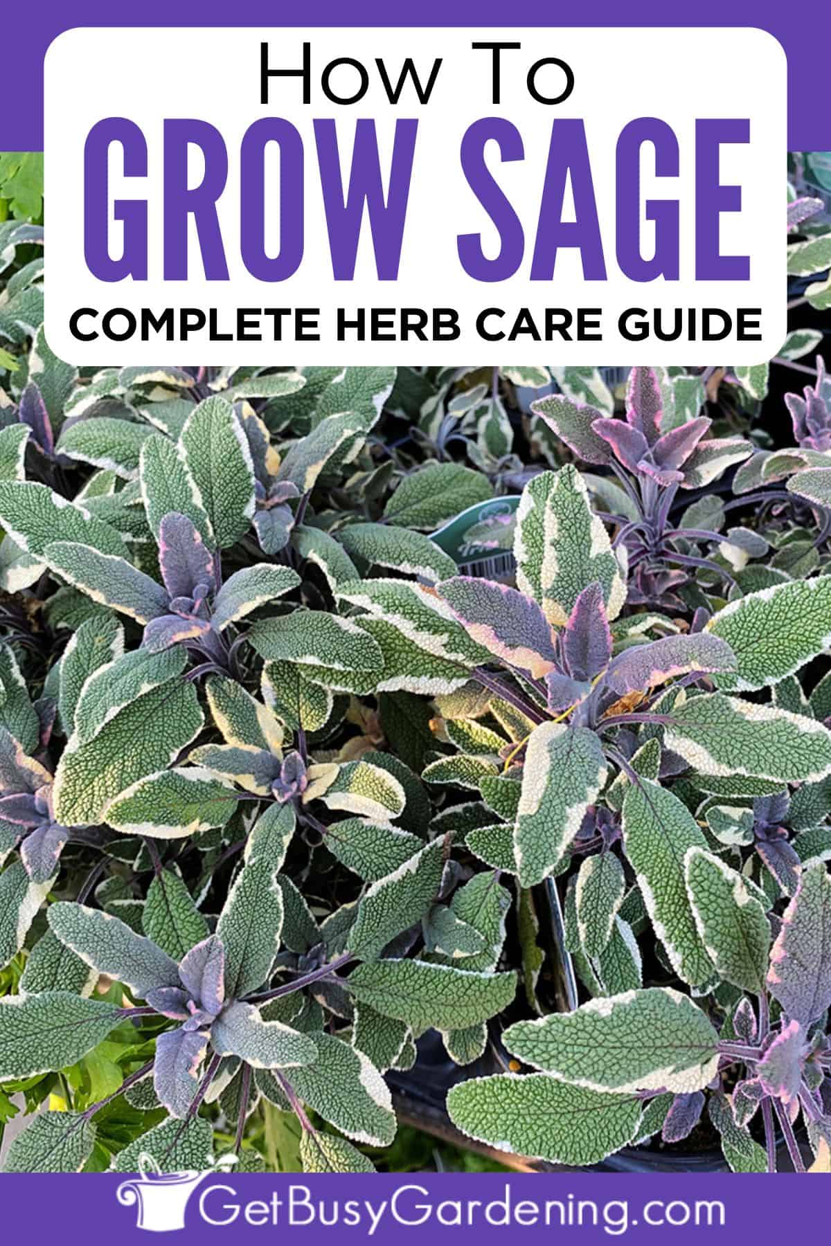 Growing Sage: Complete How To Care Guide - Get Busy Gardening